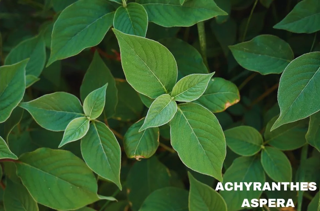 ACHYRANTHES ASPERA | A