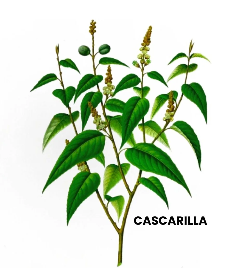 CASCARILLA | C