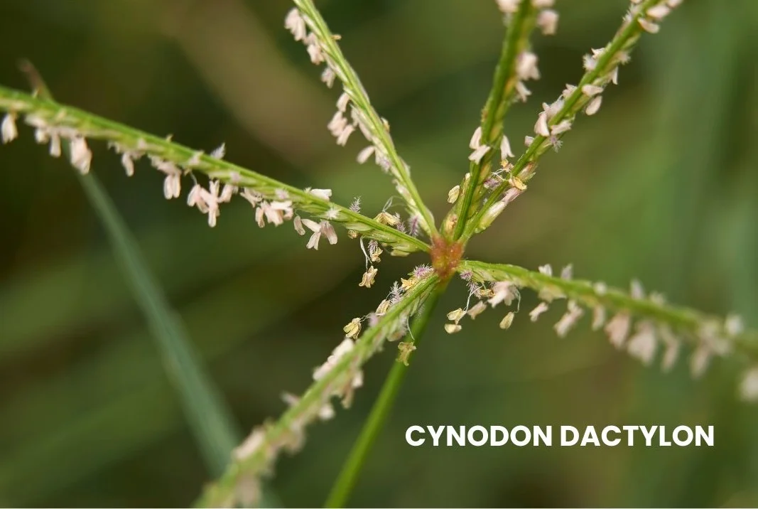 CYNODON DACTYLON | C