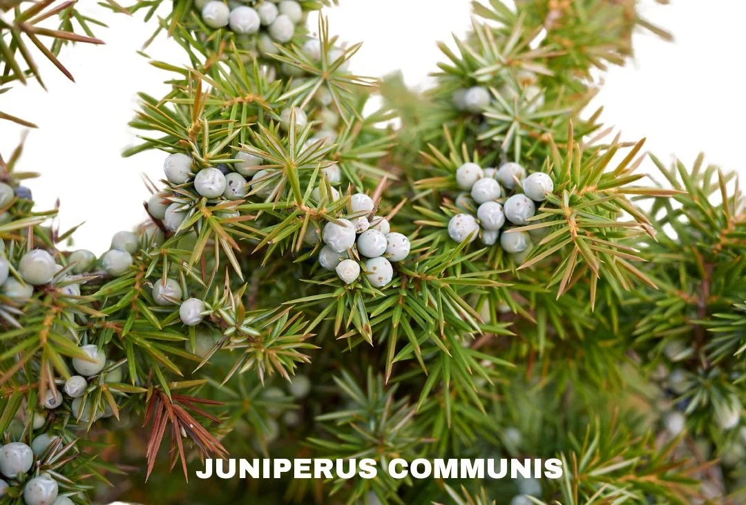 JUNIPERUS COMMUNIS | J