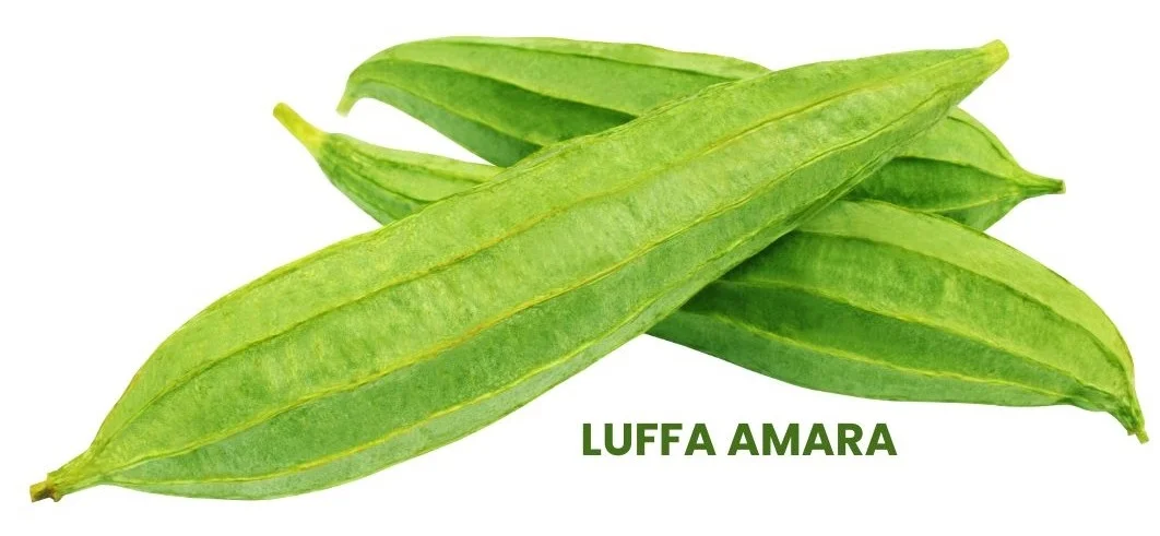 LUFFA AMARA | L