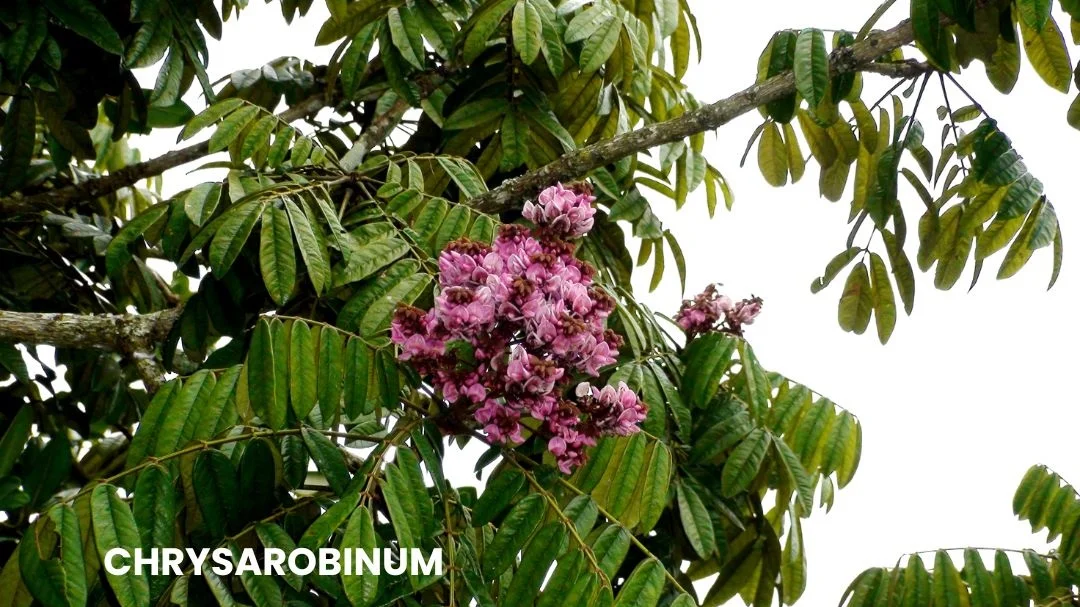 CHRYSAROBINUM | C